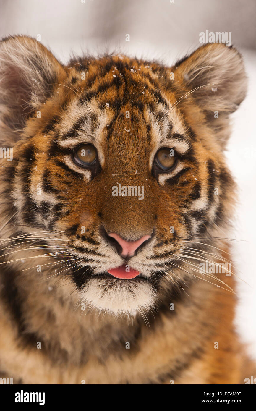 Siberian tiger cub in snow hi-res stock photography and images - Alamy