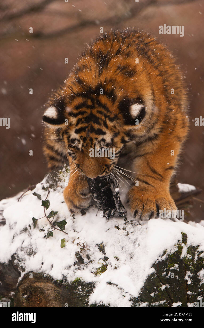 Siberian tiger snow cub hi-res stock photography and images - Alamy