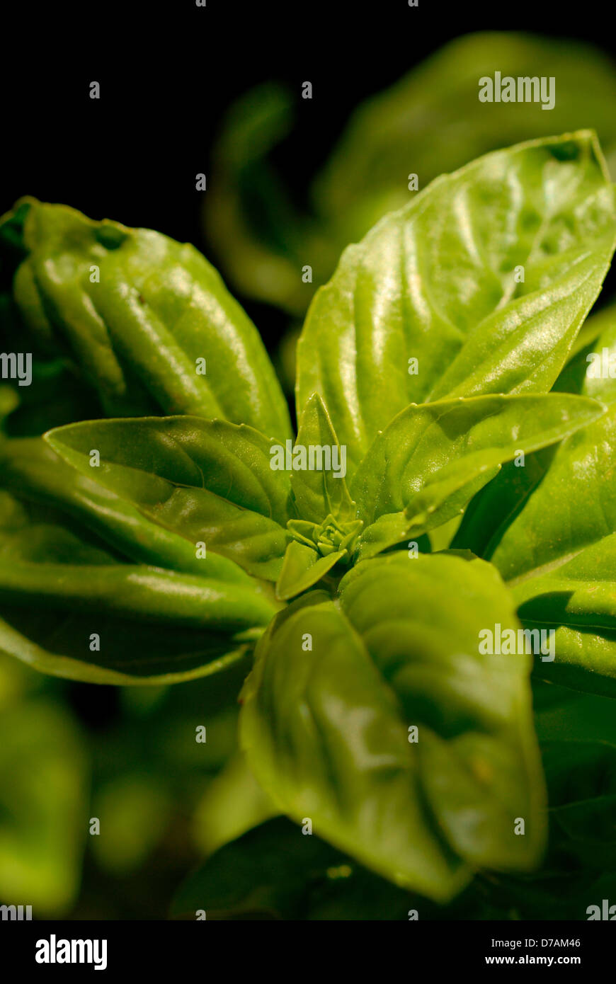 close up of fresh basil leaves Stock Photo - Alamy