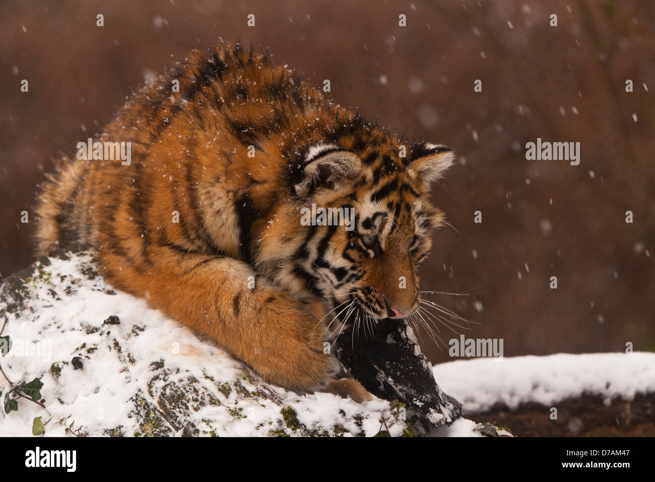 Siberian tiger snow cub hi-res stock photography and images - Alamy
