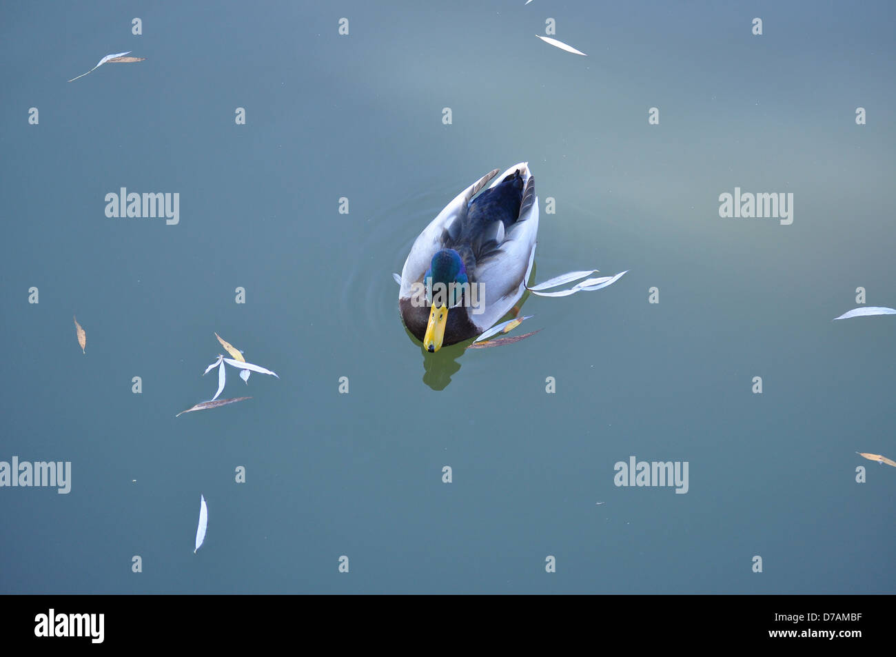 picture of beautifully colored male mallard swimming Stock Photo - Alamy