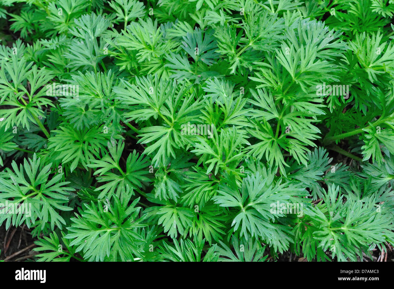 Green mass hi-res stock photography and images - Alamy