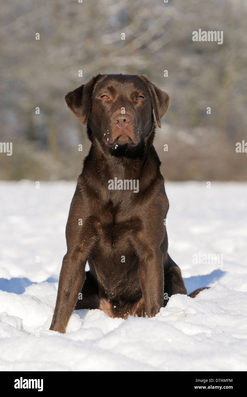 Labrador dog in winter Stock Photo - Alamy