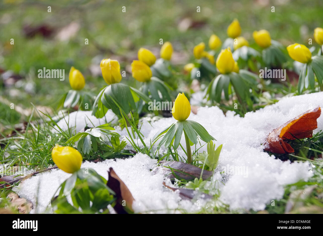 Winterlinge High Resolution Stock Photography and Images - Alamy