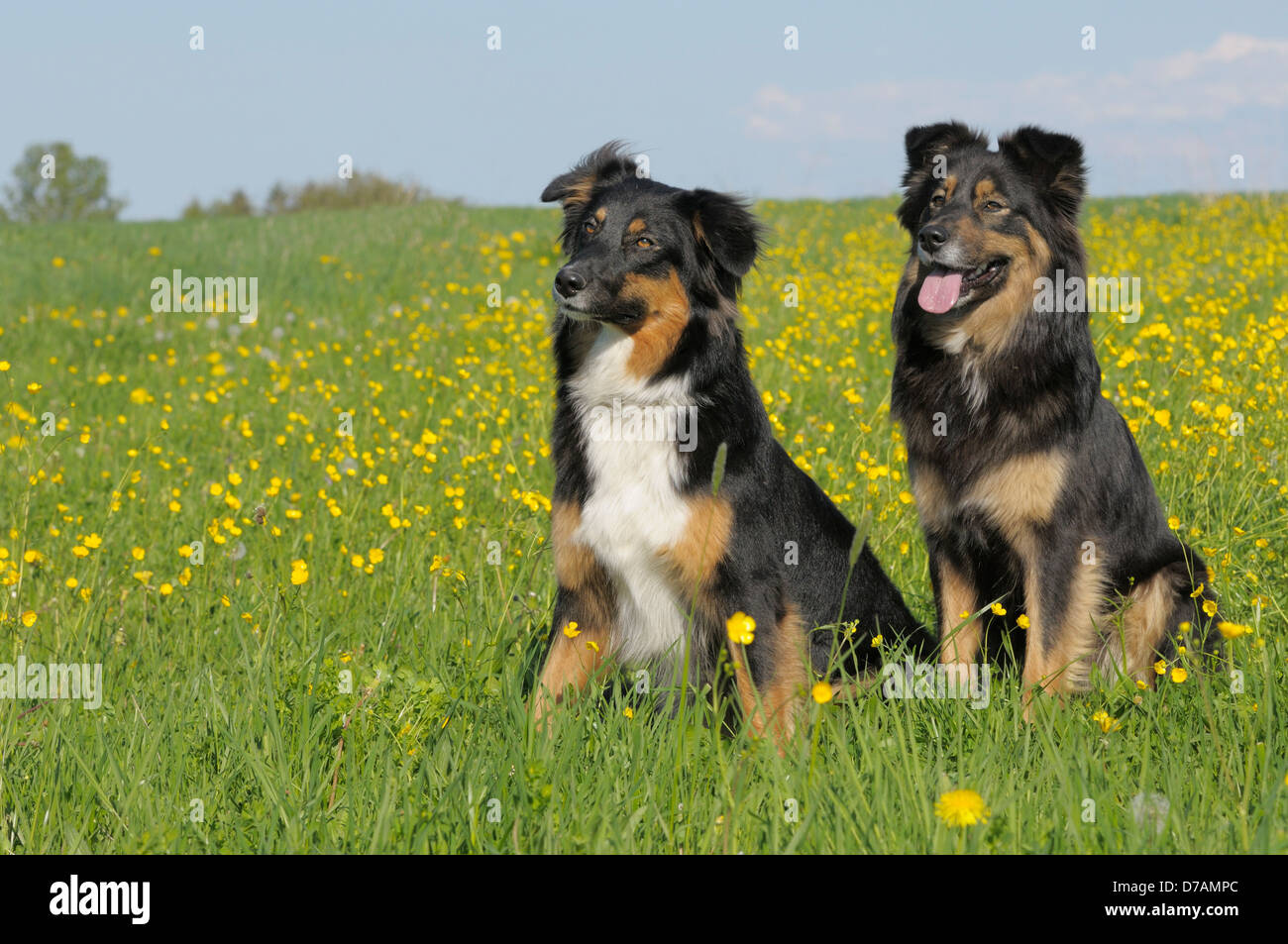 Australian shepherd flowers hi-res stock photography and images - Alamy