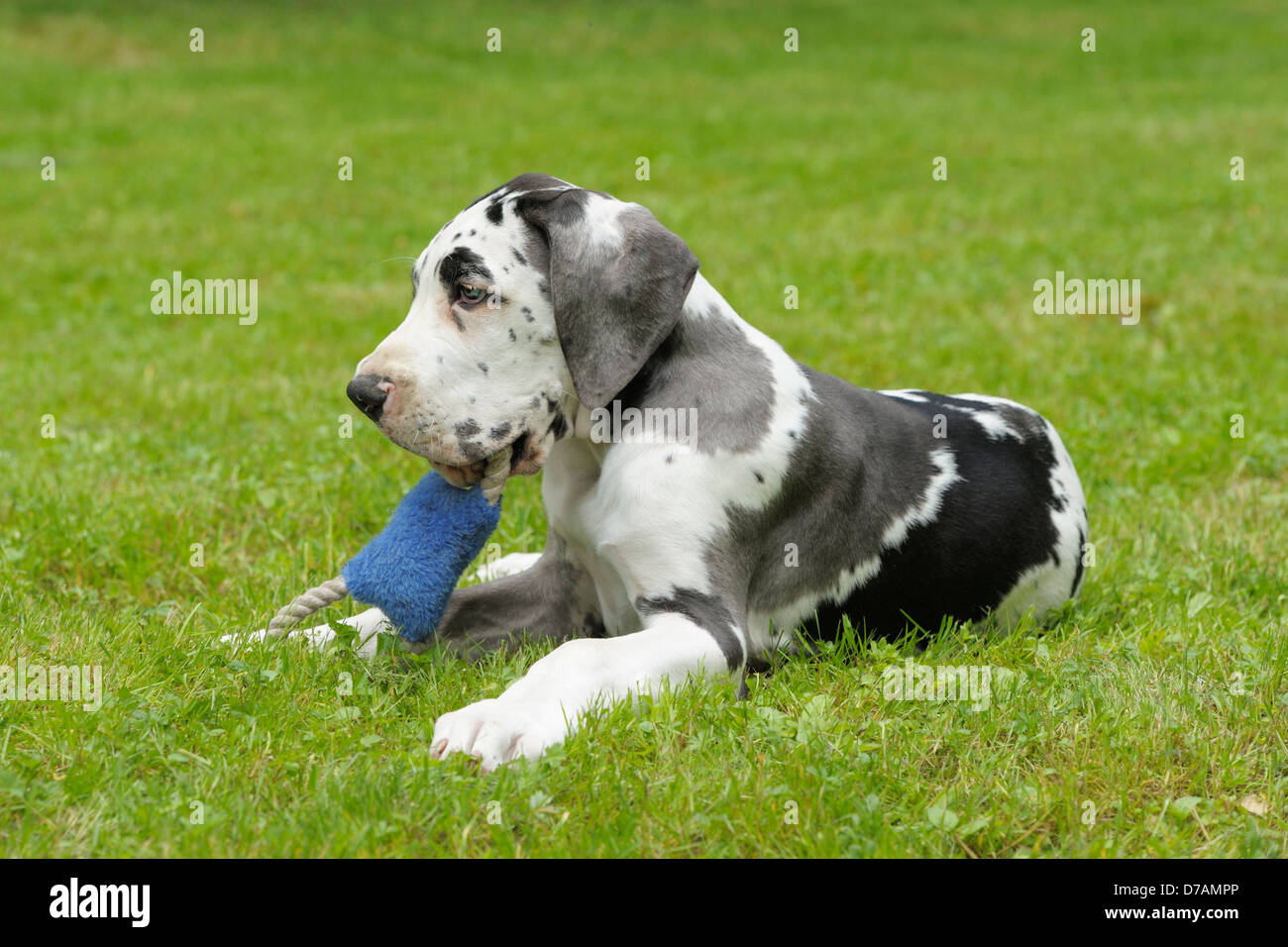 Great Dane puppy Stock Photo - Alamy