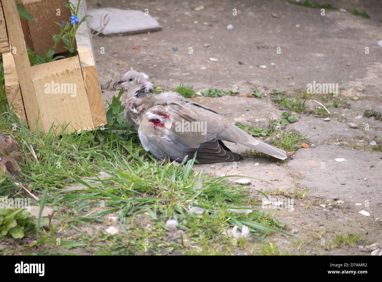 Recovering bird of prey hi-res stock photography and images - Alamy
