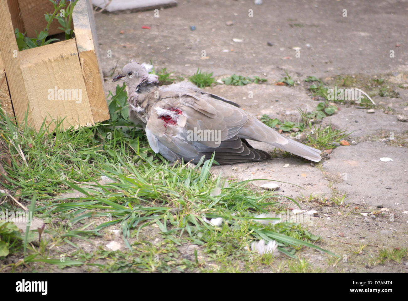 Collared dove after being attacked by a male sparrowhawk, Mablethorpe ...