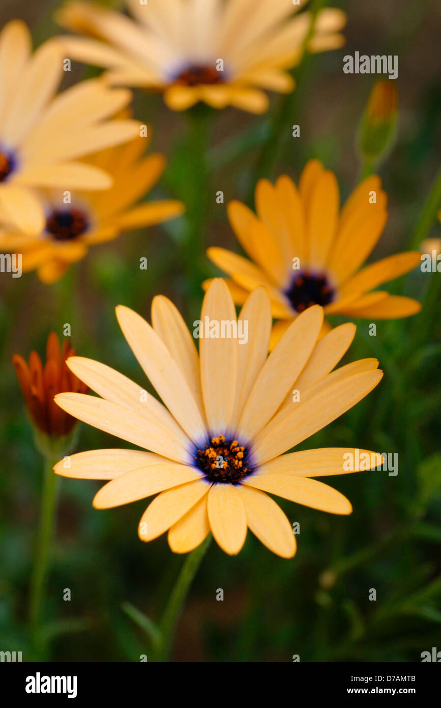 dimorphoteca aurantiaca dimorfoteca flowers Stock Photo - Alamy