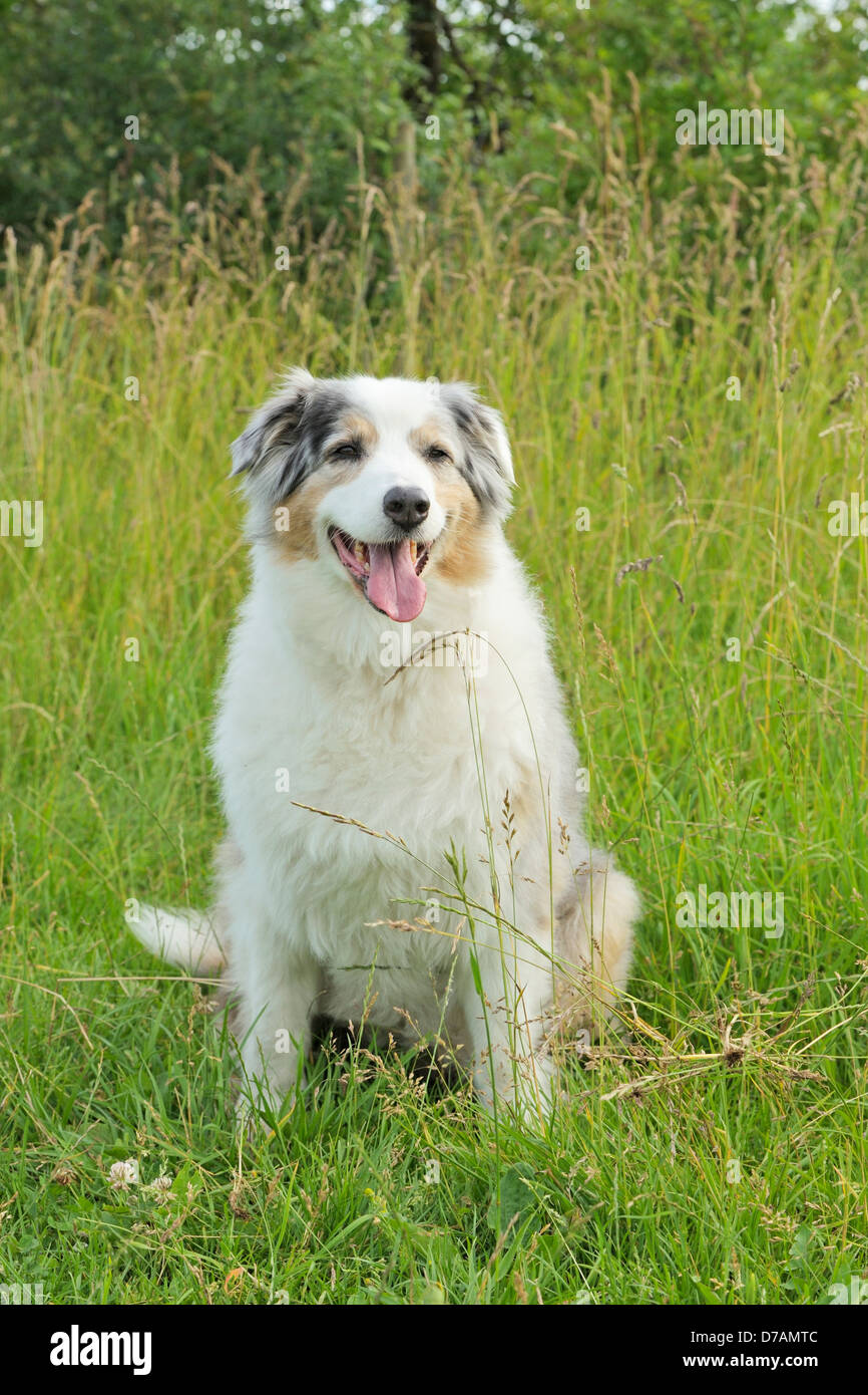 Sitting Australian Shepherd High Resolution Stock Photography and ...