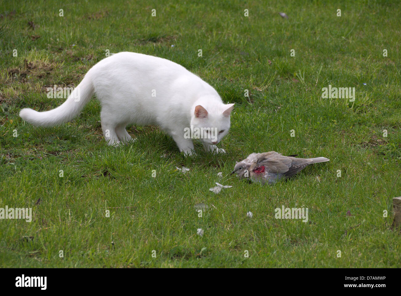 Freya, the white cat still watching the Collared Dove attacked by a ...