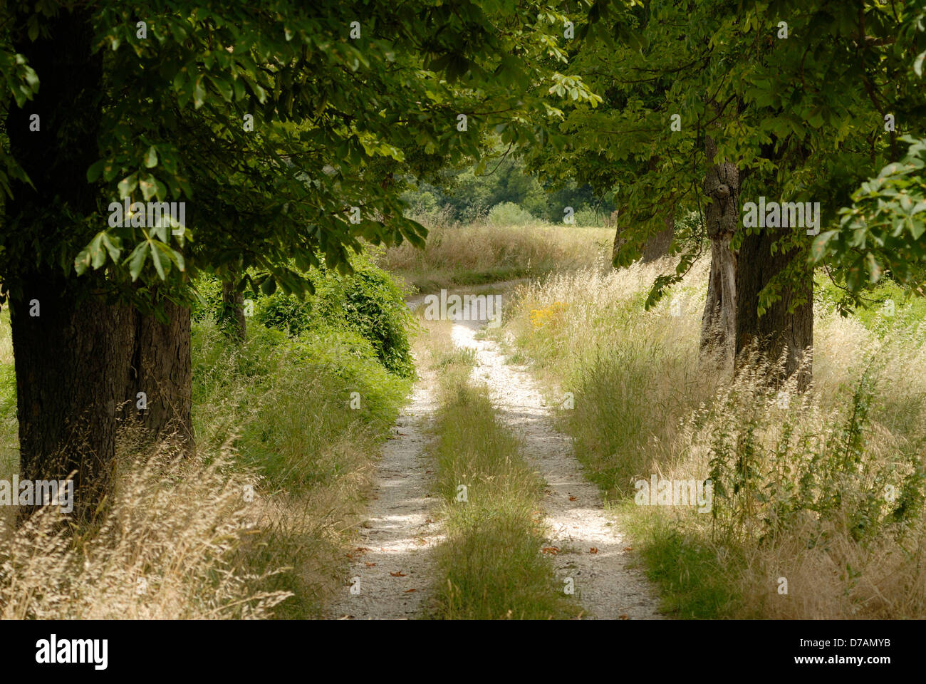 Rural path leading into the distance Stock Photo - Alamy