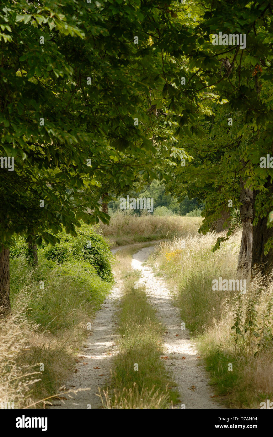Path Leading Into The Distance High Resolution Stock Photography and ...