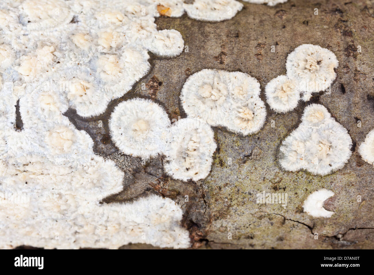 Mushrooms forms hi-res stock photography and images - Alamy