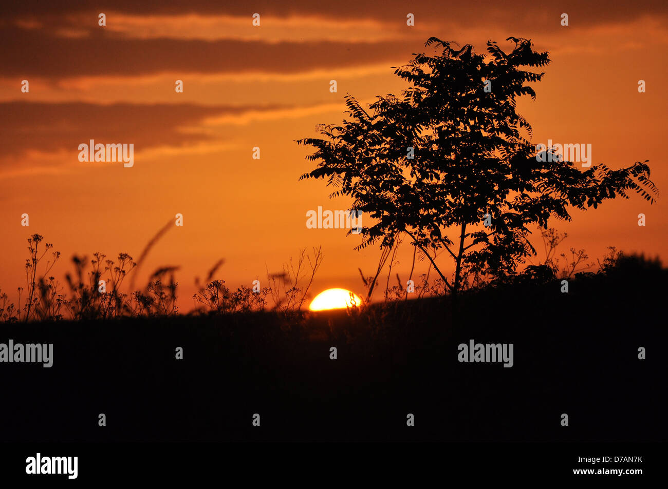 Red sunset in a field Stock Photo - Alamy