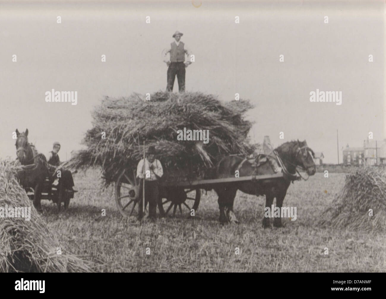 This photograph captures agricultural laborers using a horse and cart ...