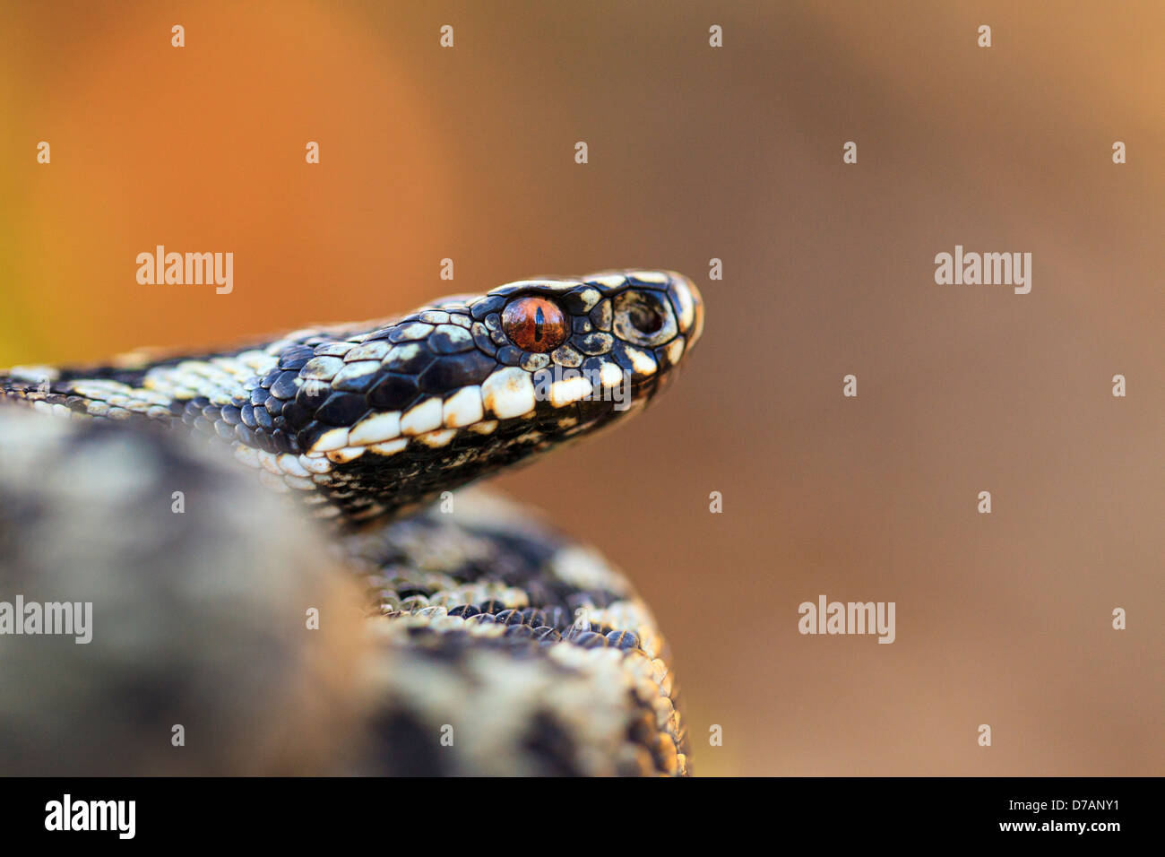 male adder basking in spring sunshine on forest floor whilst tasting ...