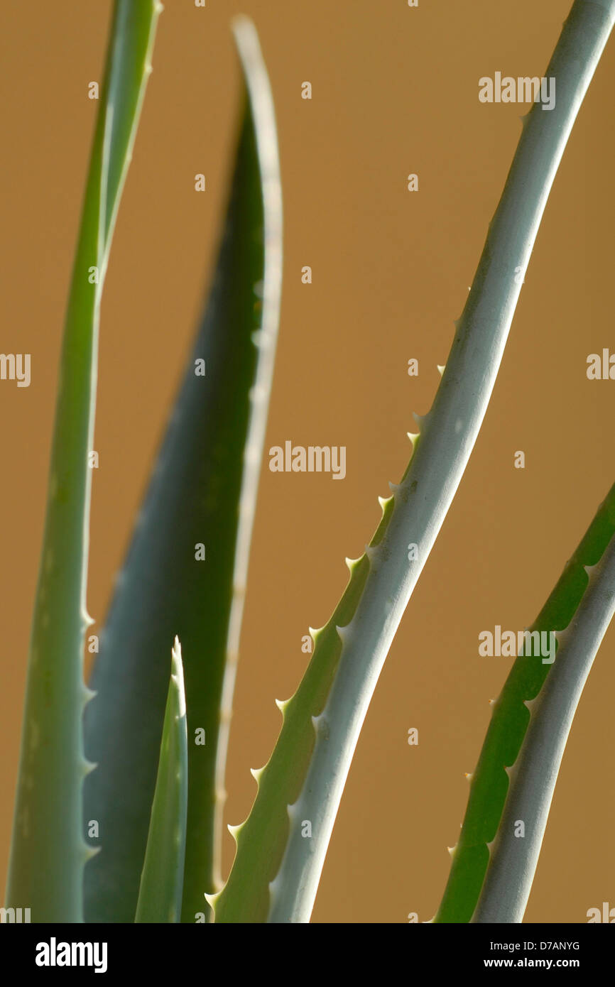 aloe vera cactus Stock Photo - Alamy