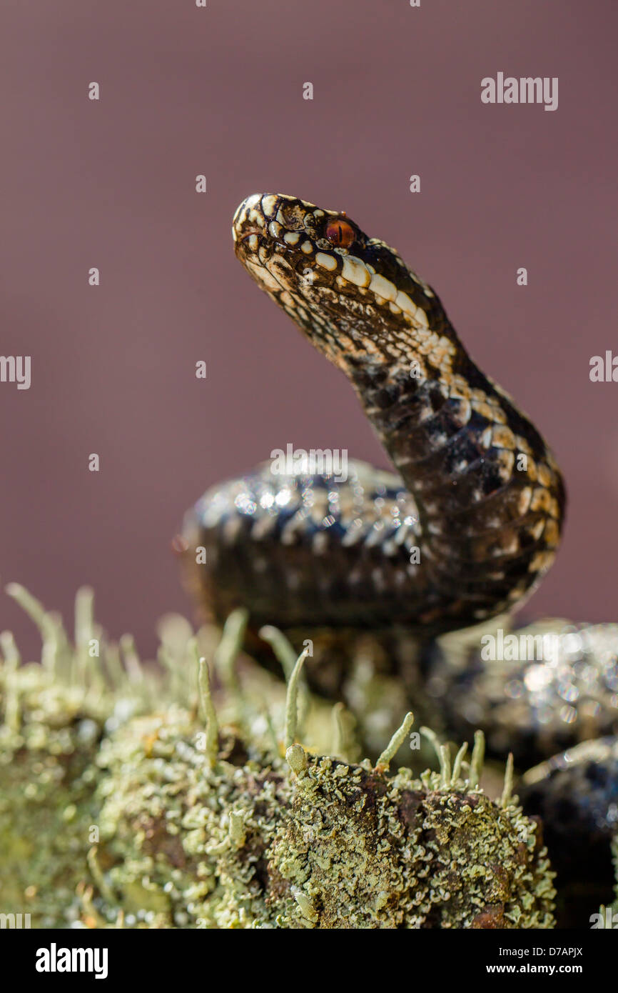 Adder hi-res stock photography and images - Alamy