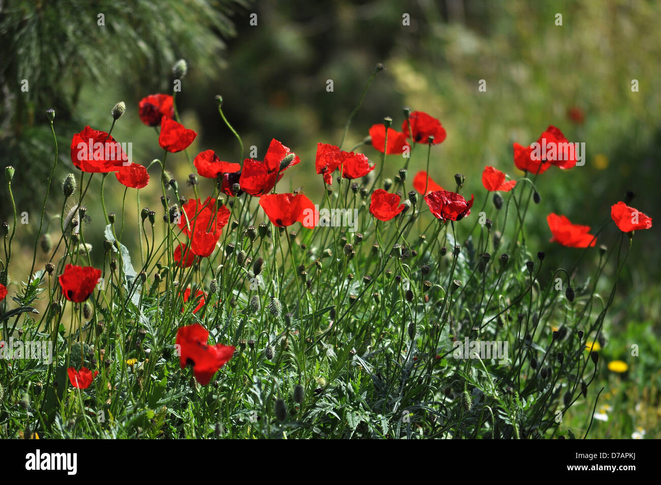 Field of red poppies Stock Photo - Alamy