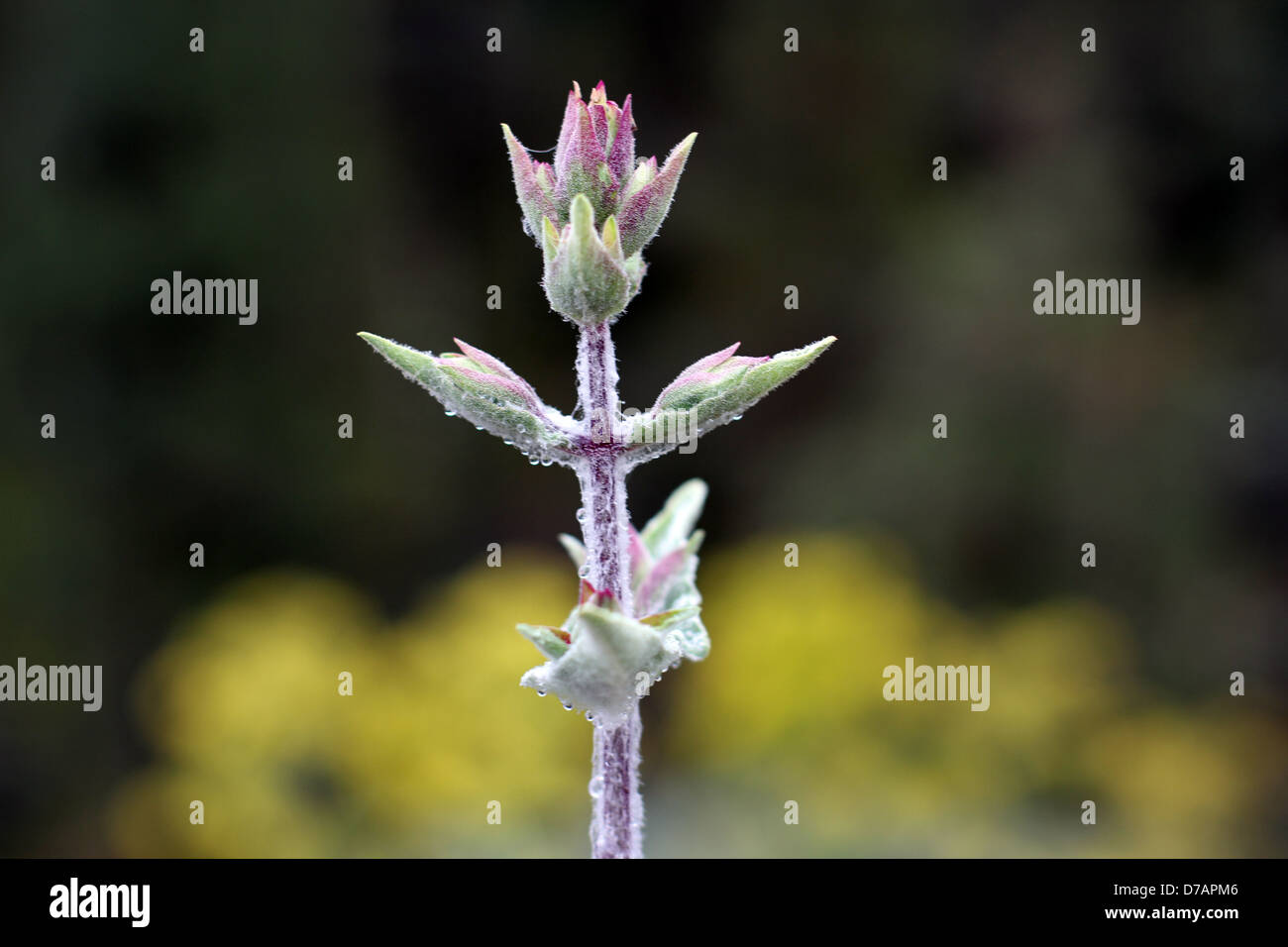 Flor de mateo hi-res stock photography and images - Alamy