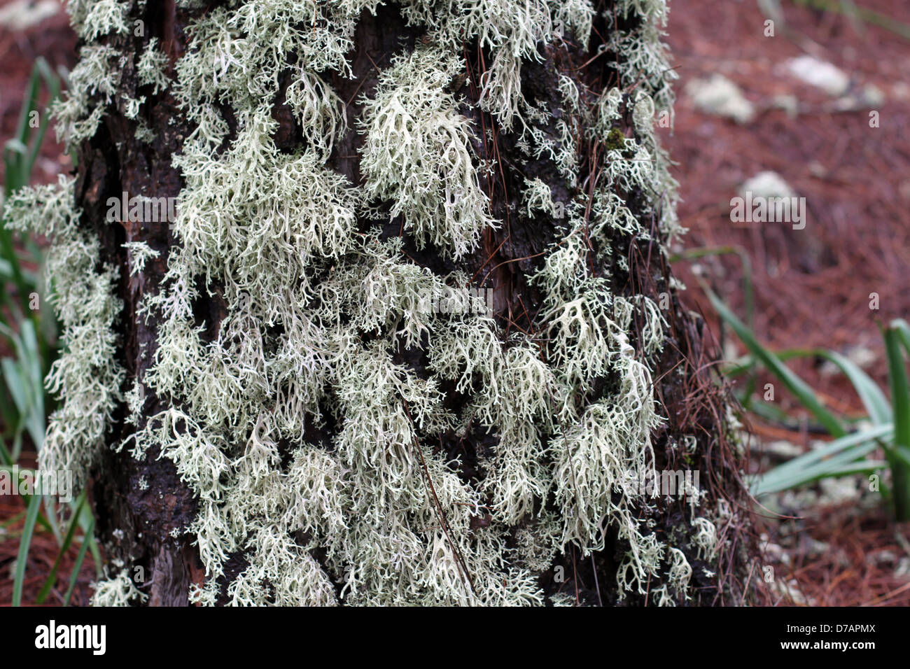 Tree Moss of the Canary Islands Stock Photo - Alamy