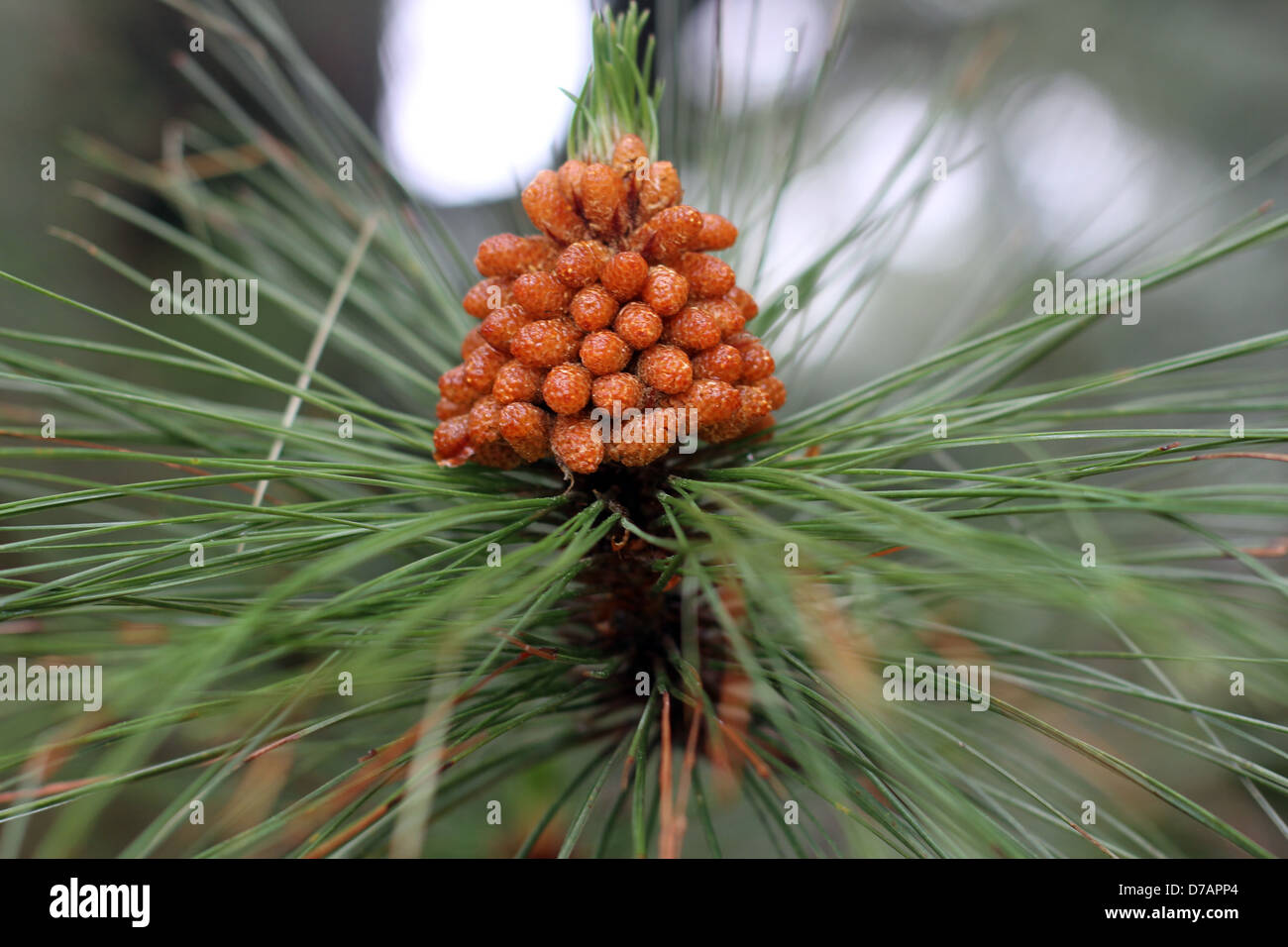 Canary Pine Flower Stock Photo - Alamy