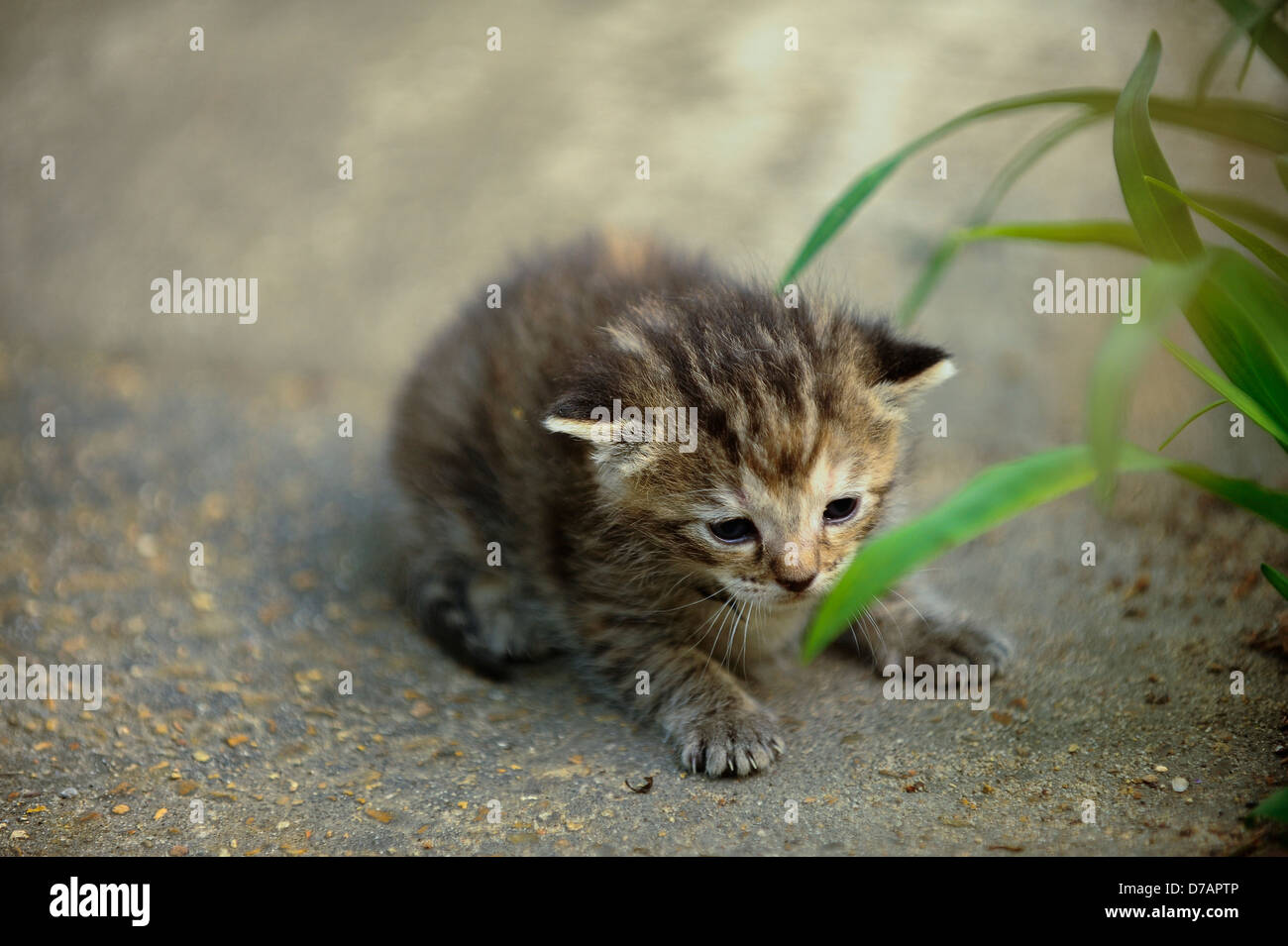 A recently born kitten does a little exploring Stock Photo - Alamy