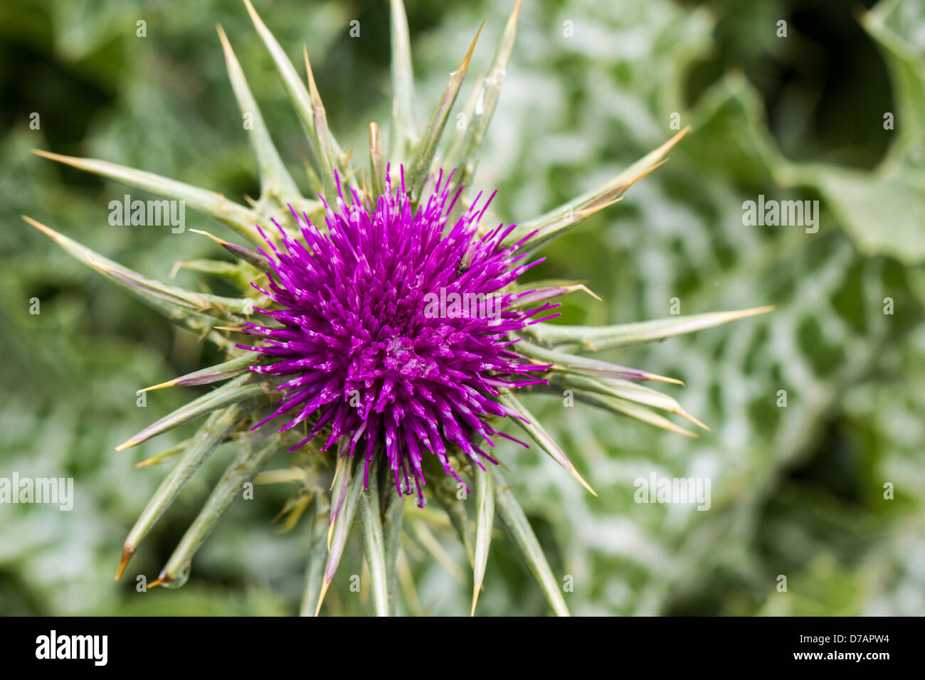 Flor de mateo hi-res stock photography and images - Alamy