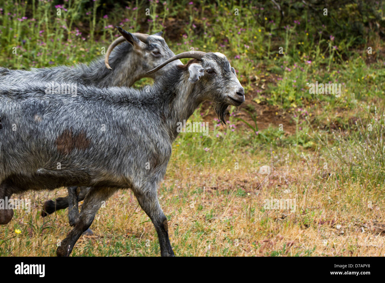 Spain canary islands goat herd hi-res stock photography and images - Alamy
