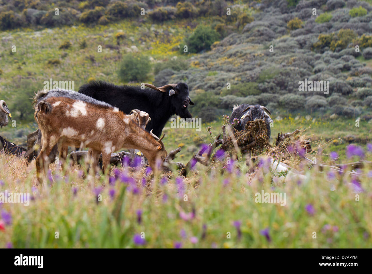Goats of Gran Canary Stock Photo - Alamy
