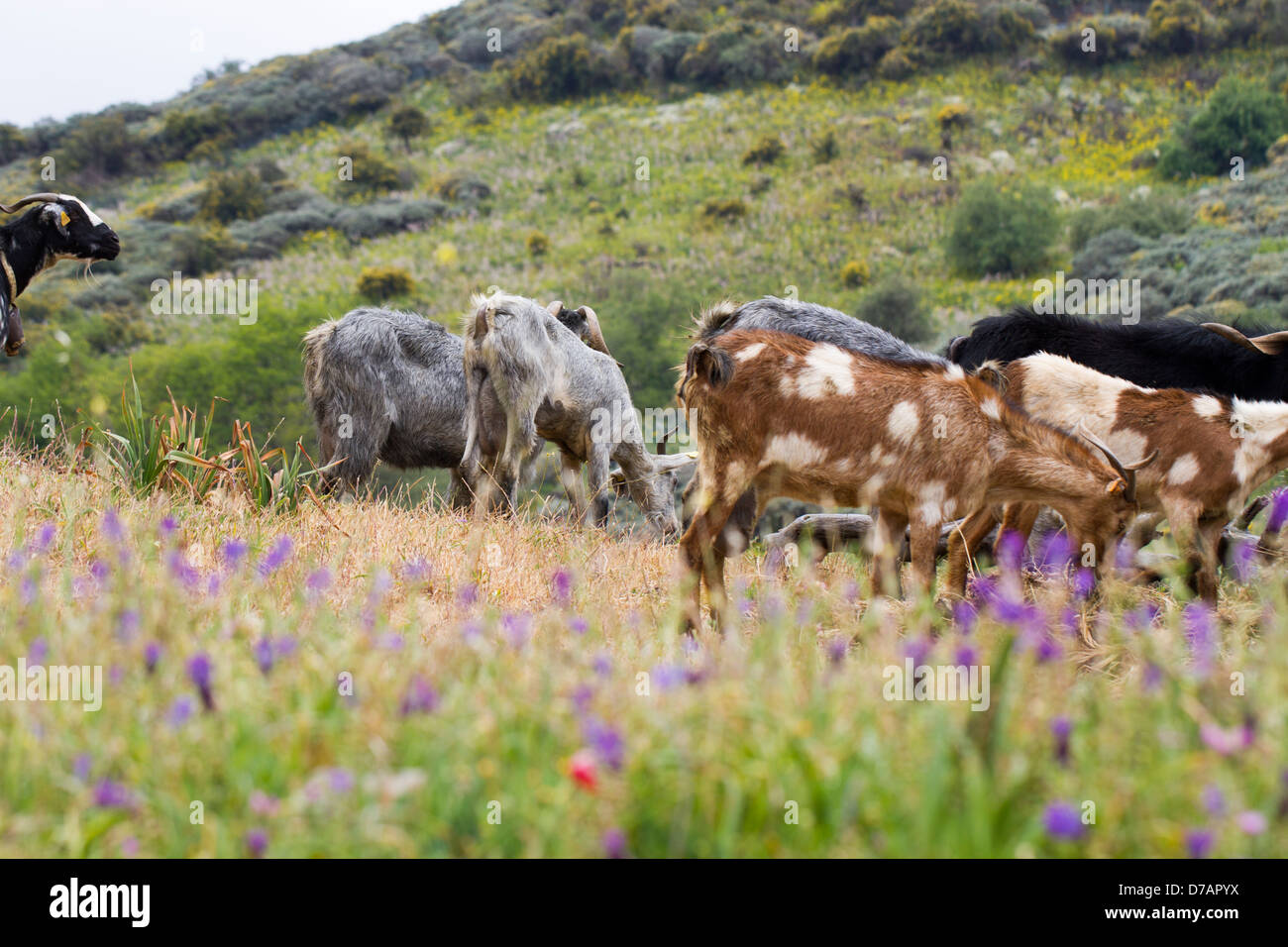 Canary goats hi-res stock photography and images - Alamy