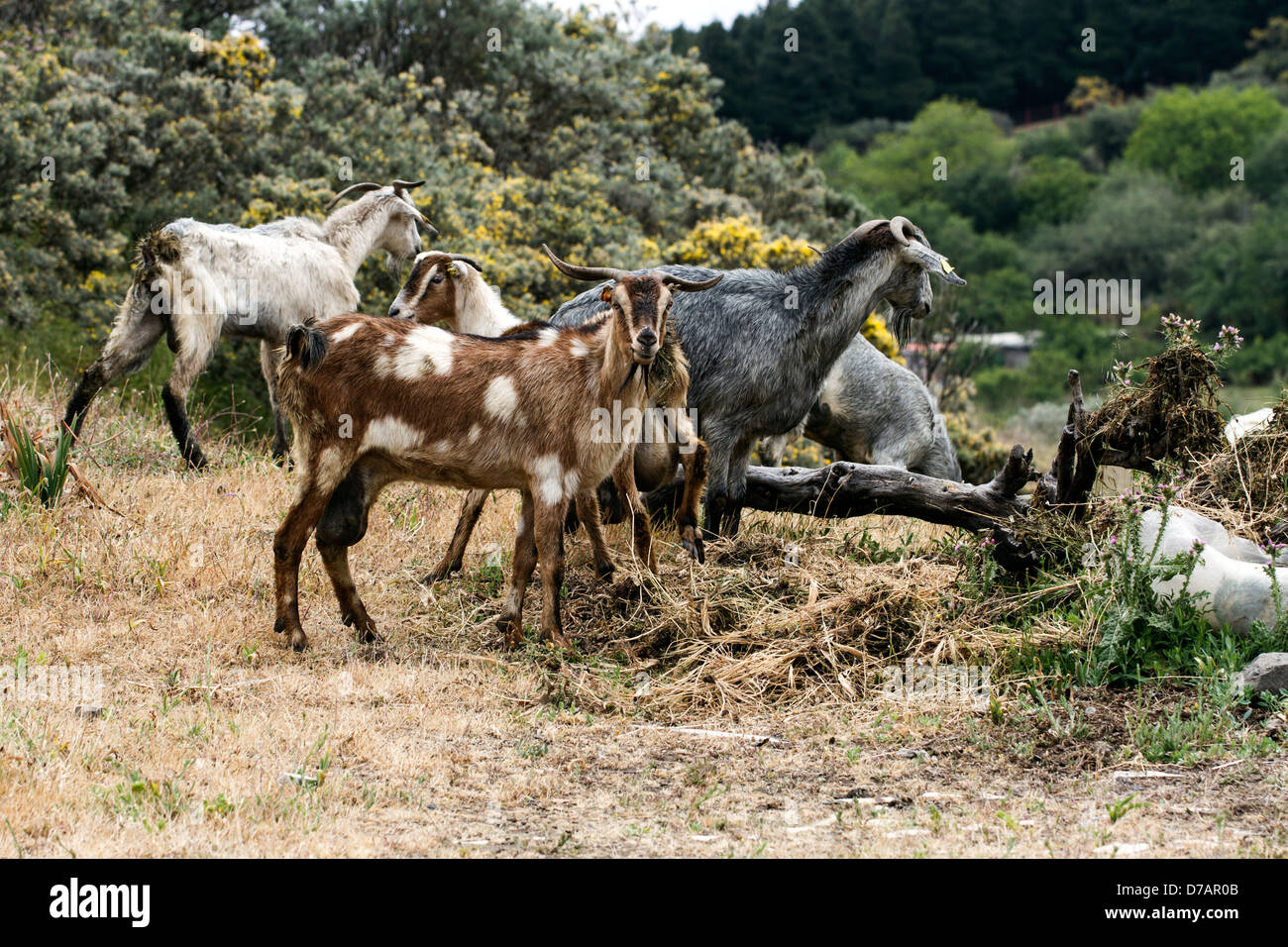 Canary goats hi-res stock photography and images - Alamy