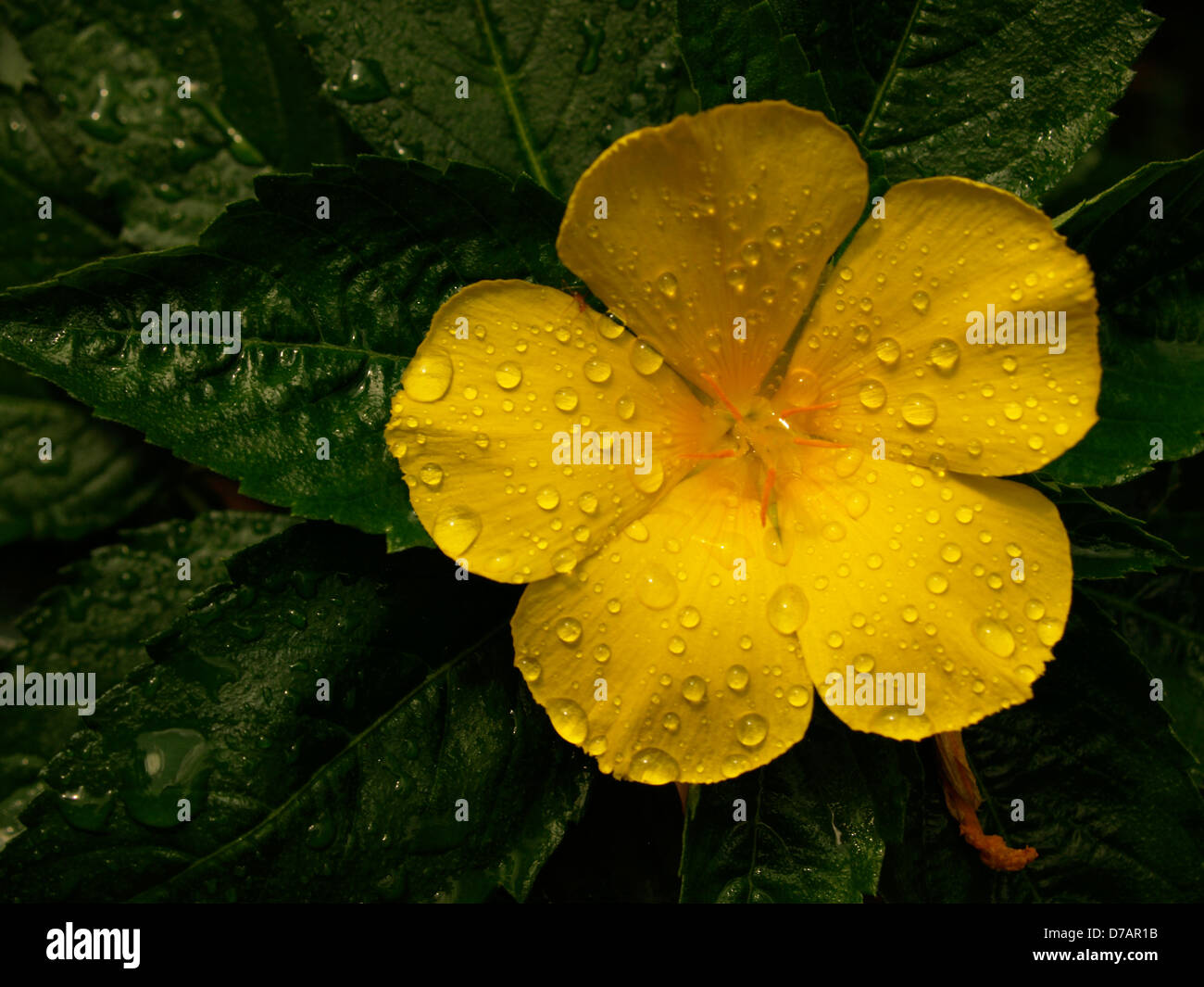 a yellow flower with rain dew with dark green leaves Stock Photo - Alamy