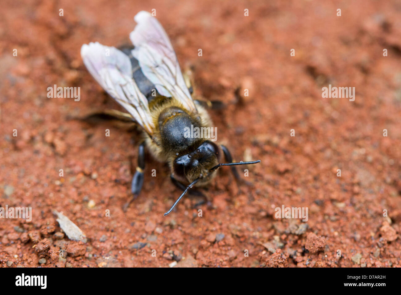 Bumblebee and honey bee hi-res stock photography and images - Alamy