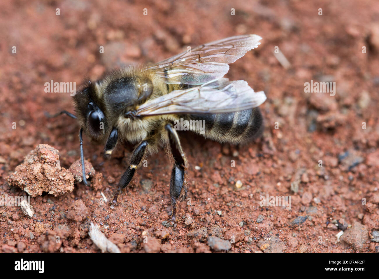 Bee up close hi-res stock photography and images - Alamy