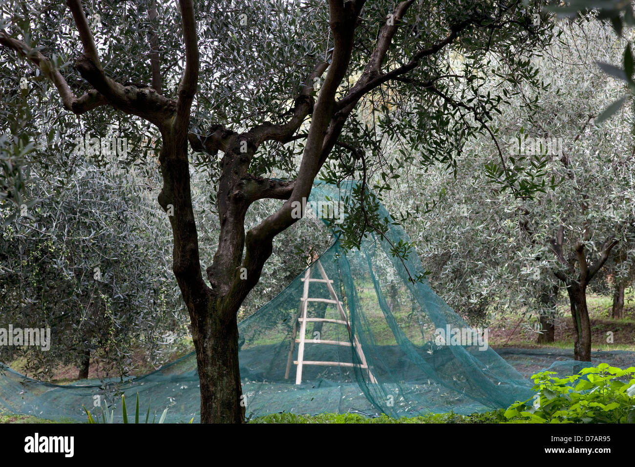 olive harvest, stairs, scale, net, olive tree Stock Photo - Alamy