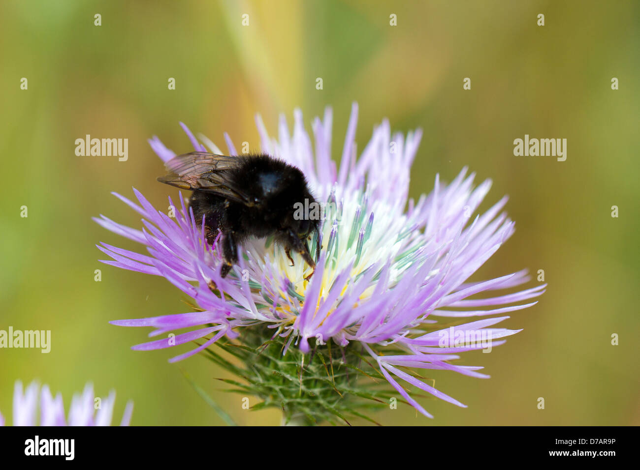 Bee pollinating a flower Stock Photo - Alamy