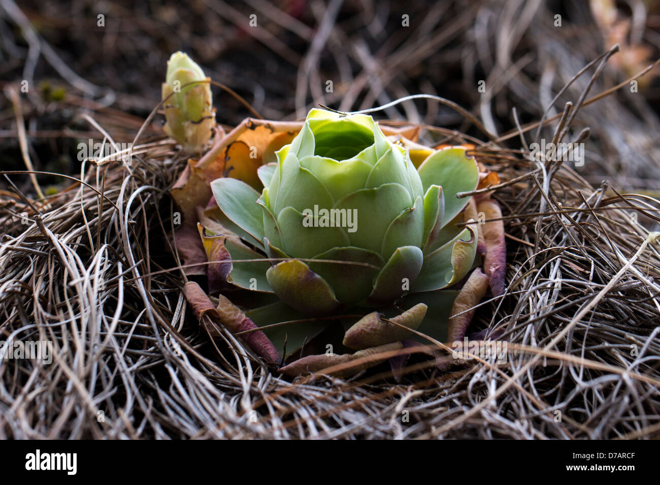 Plant from canary islands hi-res stock photography and images - Alamy
