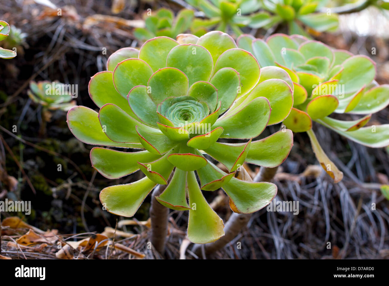 Plant from canary islands hi-res stock photography and images - Alamy
