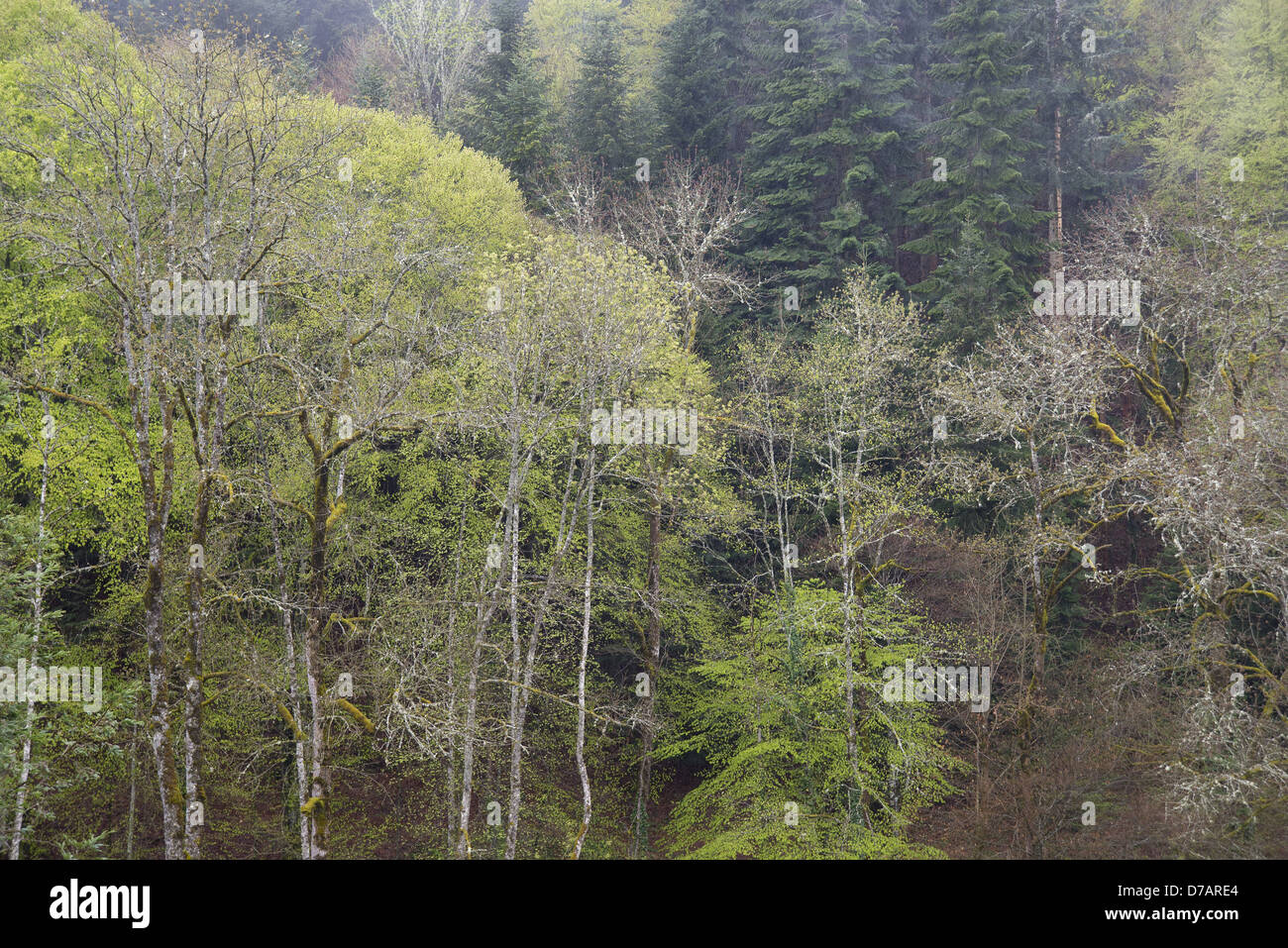 foret de la vallée de la Dore forest in the valley of the Dore Stock ...