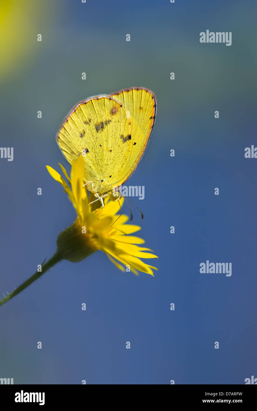 Little Yellow butterfly (eurema lisa) feeding on yellow wildflowers ...