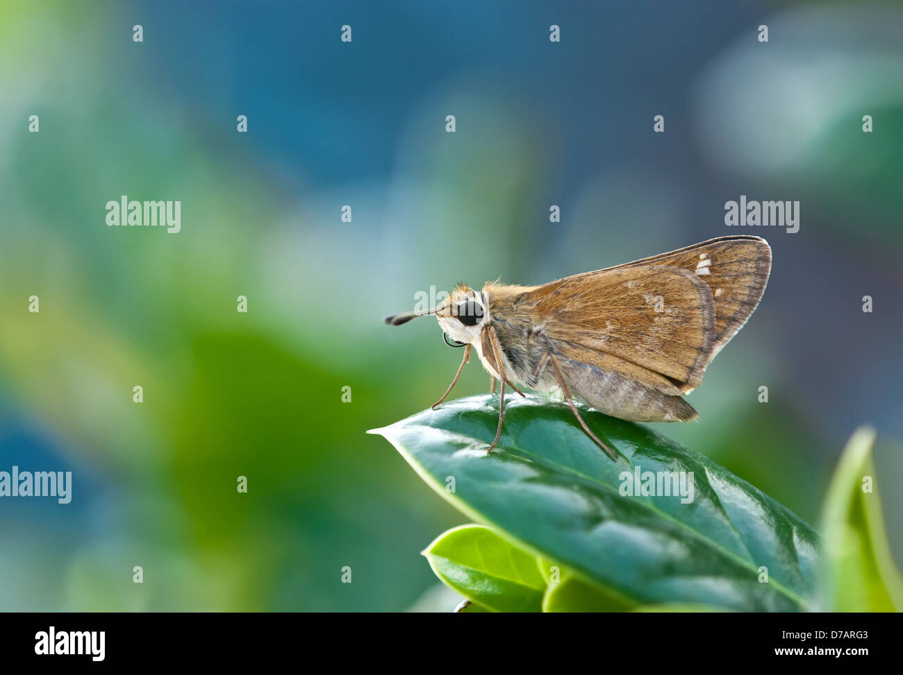 Green skipper butterfly hi-res stock photography and images - Alamy