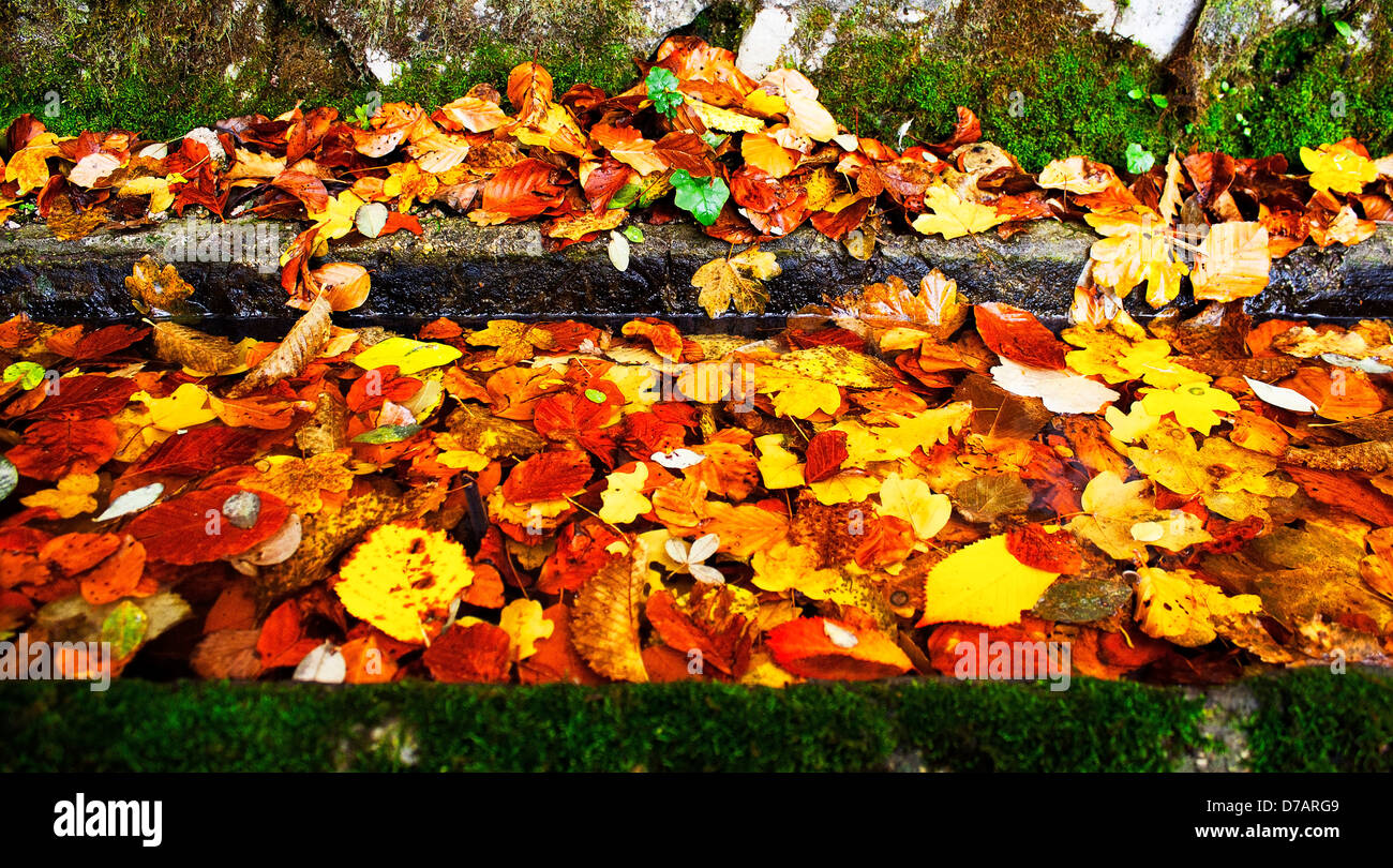 Floating Autumn leaves Stock Photo - Alamy