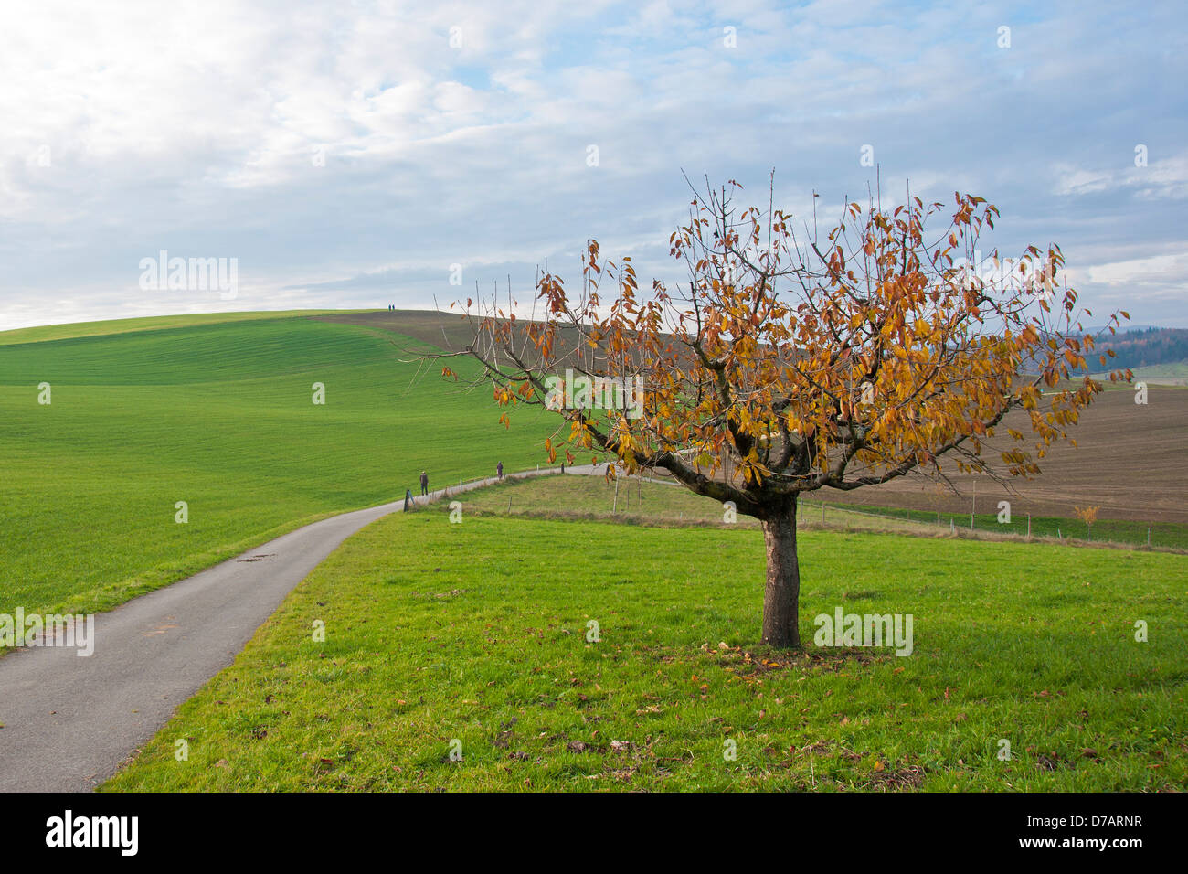 Switzerland, Canton Basel Country, surrounding of Arisdorf, landscape ...