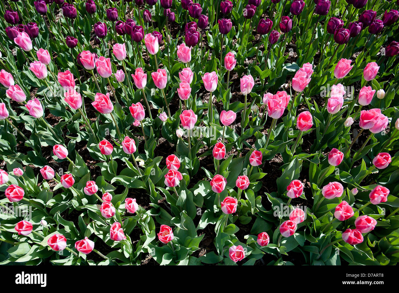 Flower bed from above hi-res stock photography and images - Alamy