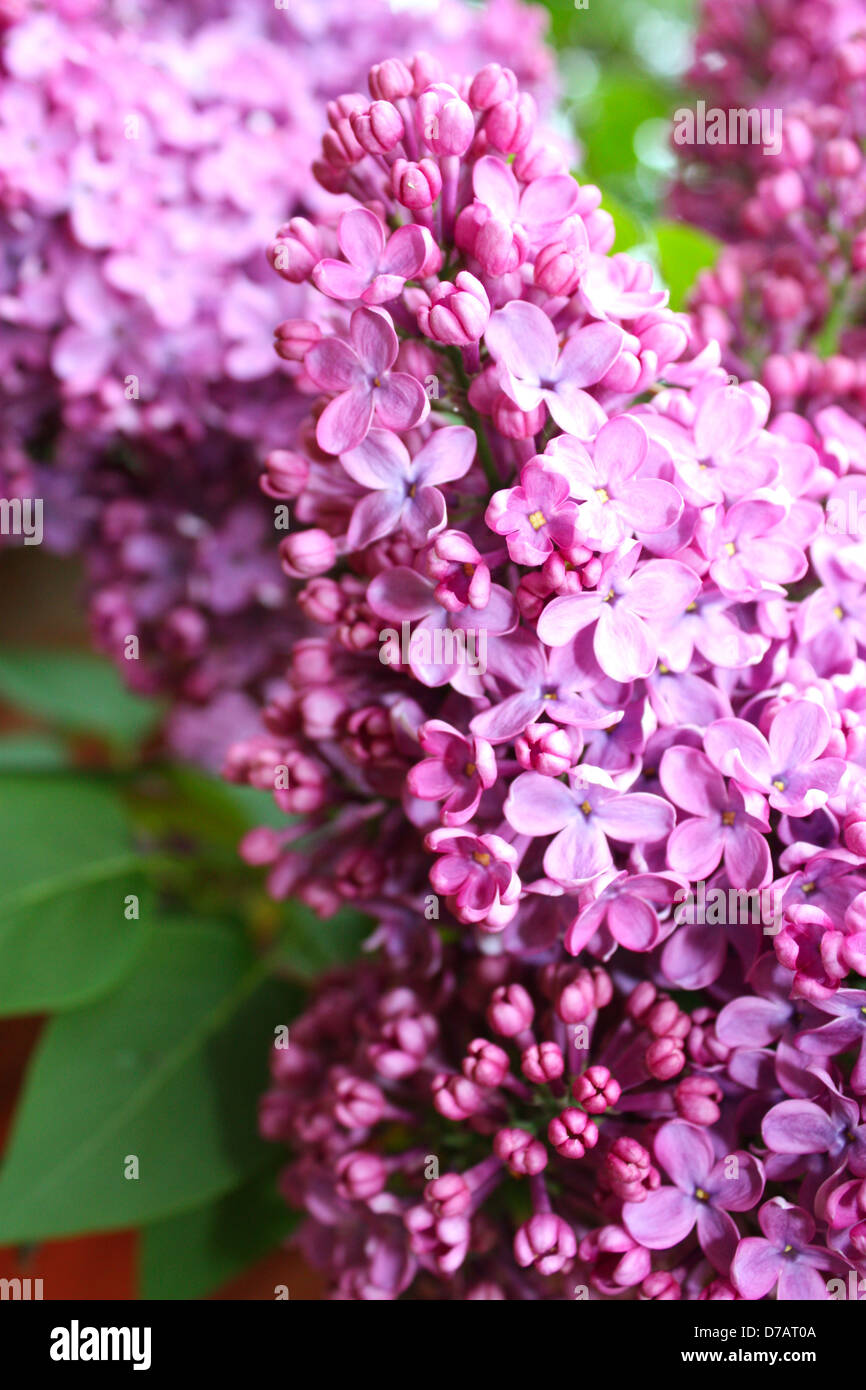 Fresh bright flowers in spring season Stock Photo - Alamy