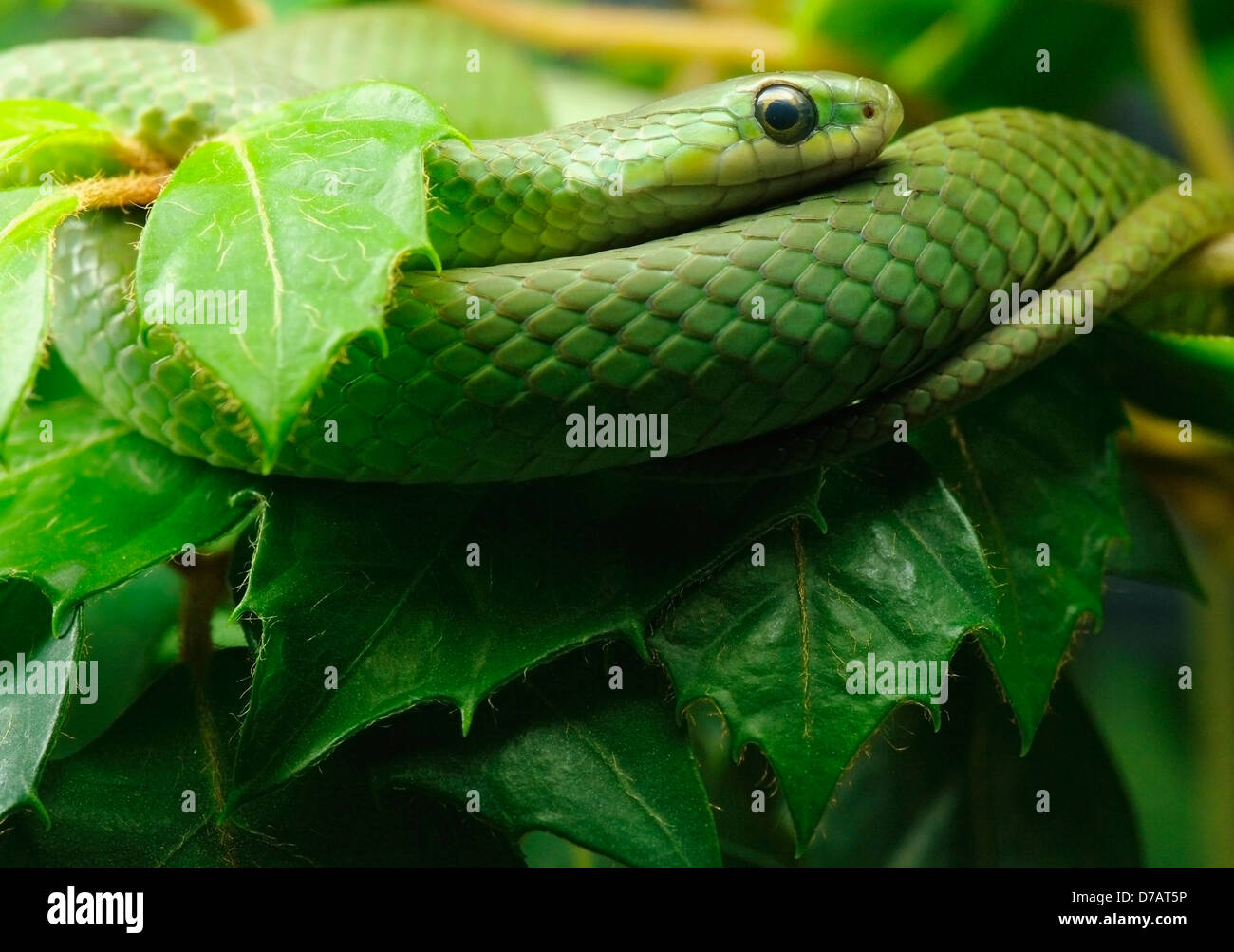 Smooth Greensnake (Captive), Liochlorophis (Opheodrys) Vernalis ...
