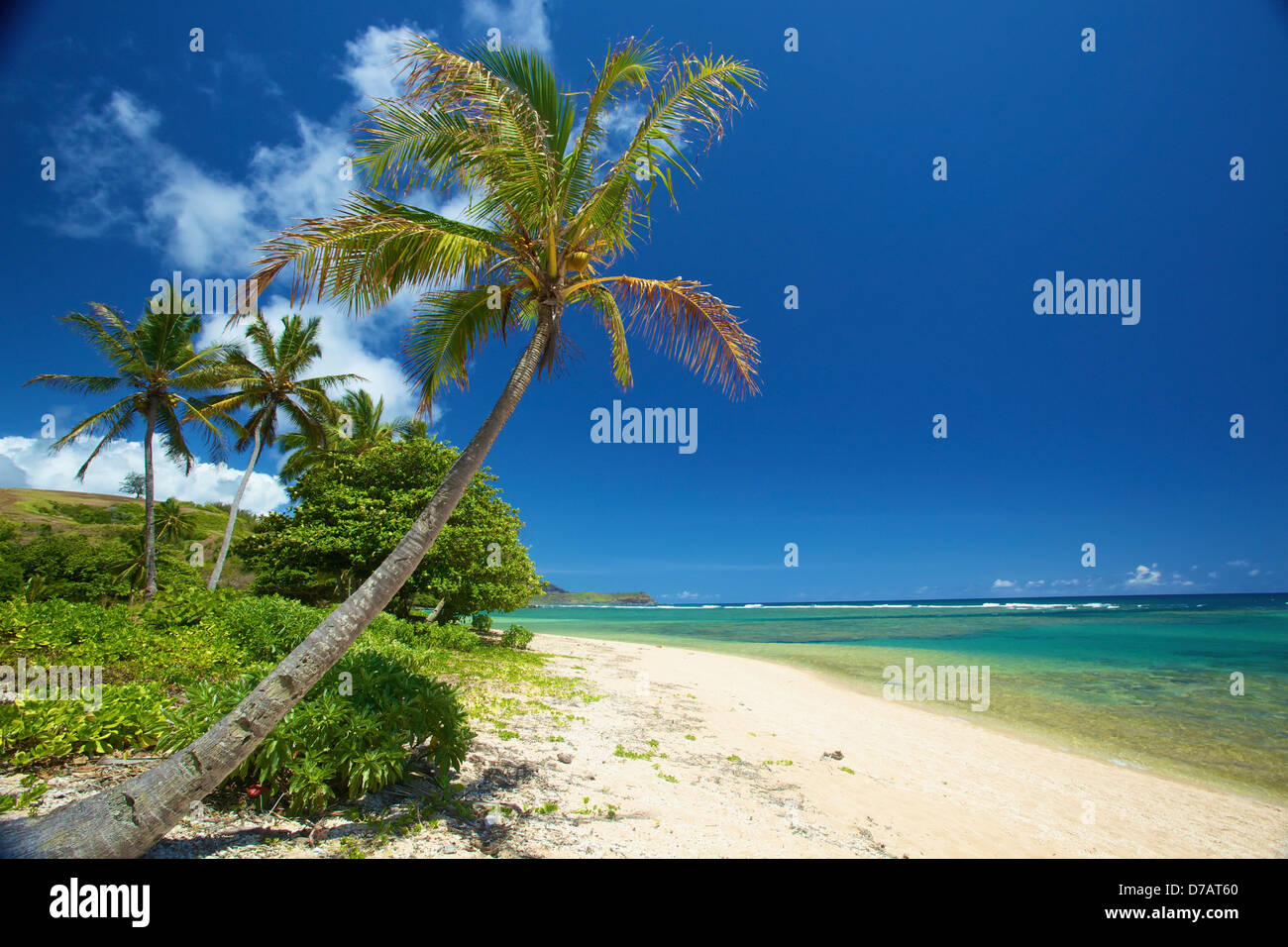 Palm Trees And A White Sand Beach Along The Coastline Of An Hawaiian ...