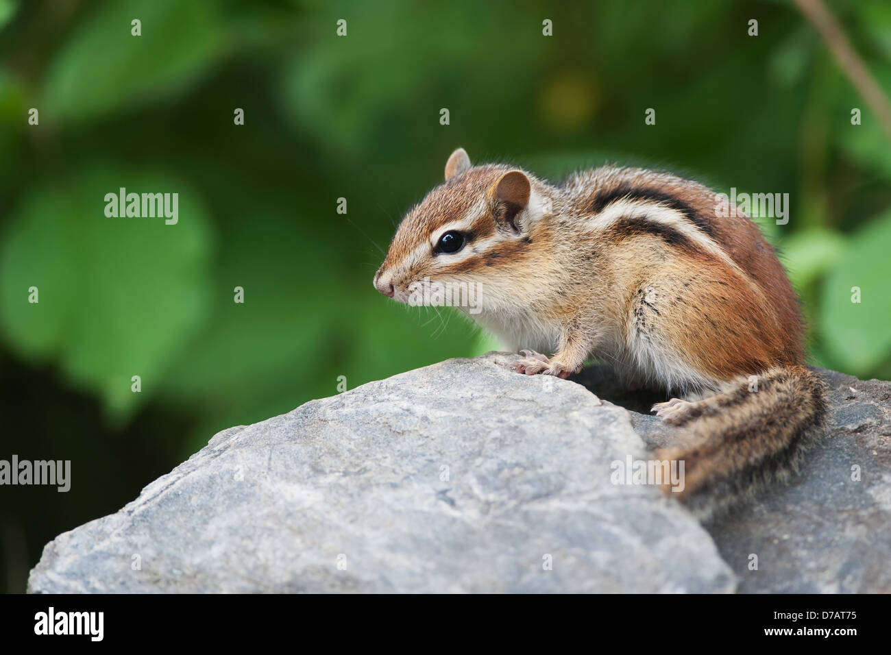 Eastern Chipmunk (Tamias Striatus) Sitting On A Rock; Ontario Canada ...